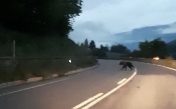 Spray anti-orso, le "regole" per il Corpo Forestale Trentino | Gazzetta ...